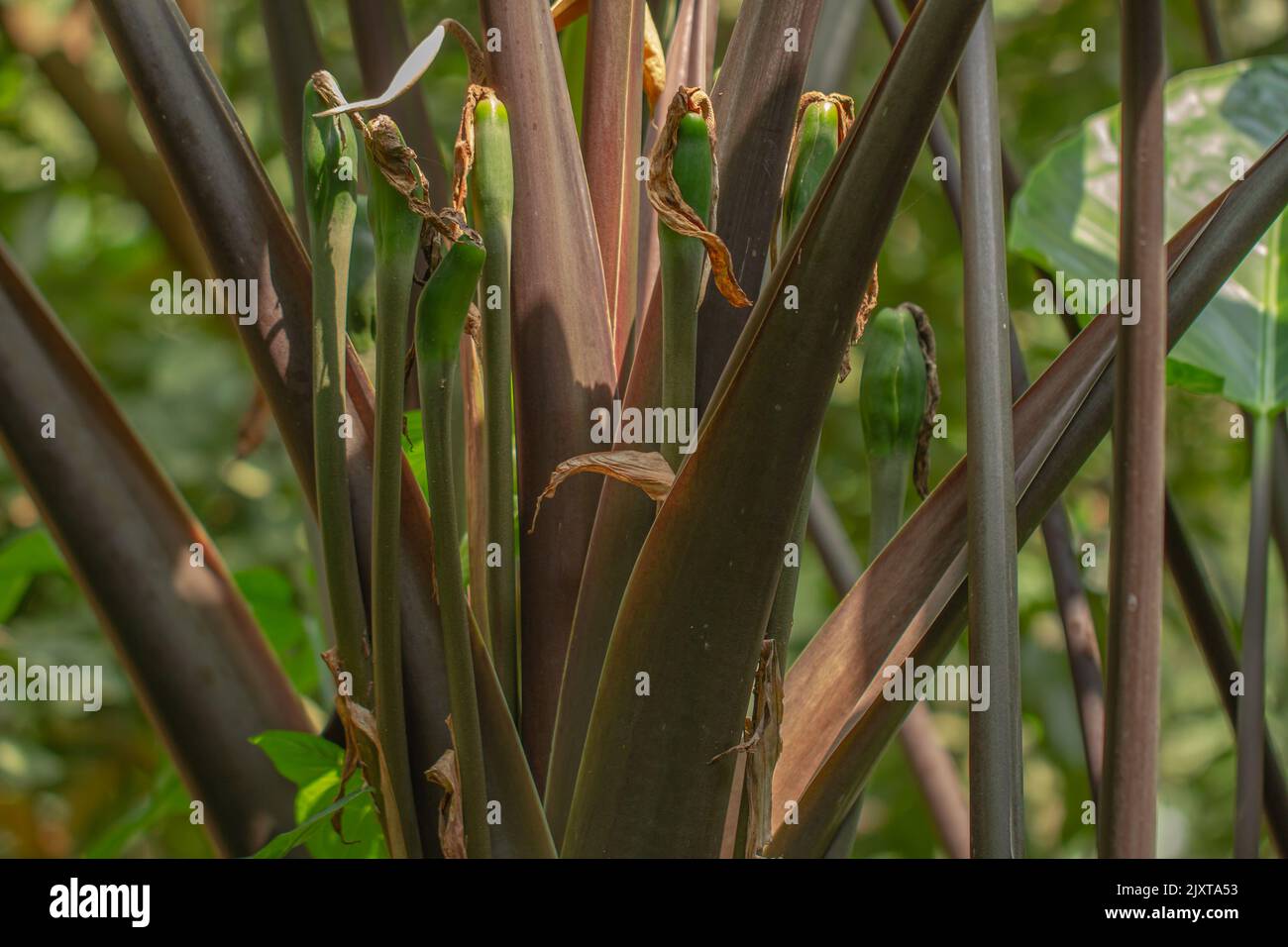 The purple stalk of the taro plant whose surface looks detailed, is ...