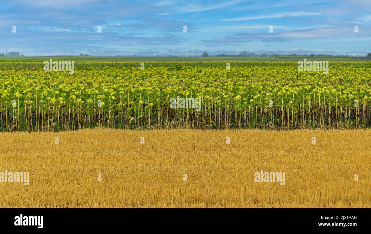 Cut Wheat Harvested Crop Sunflowers Field Agriculture Farming Stock ...