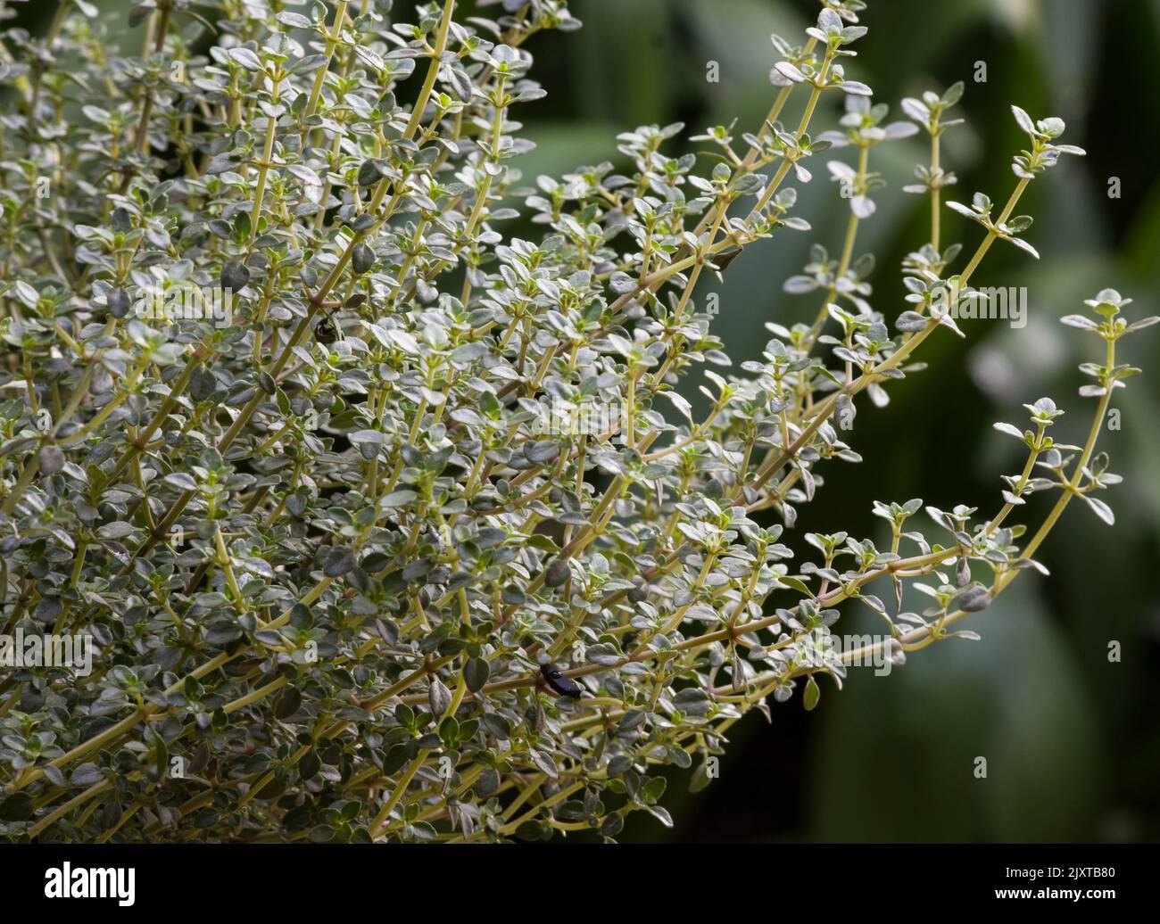 Tyme, Thymus Vulgaris on natural background Stock Photo - Alamy