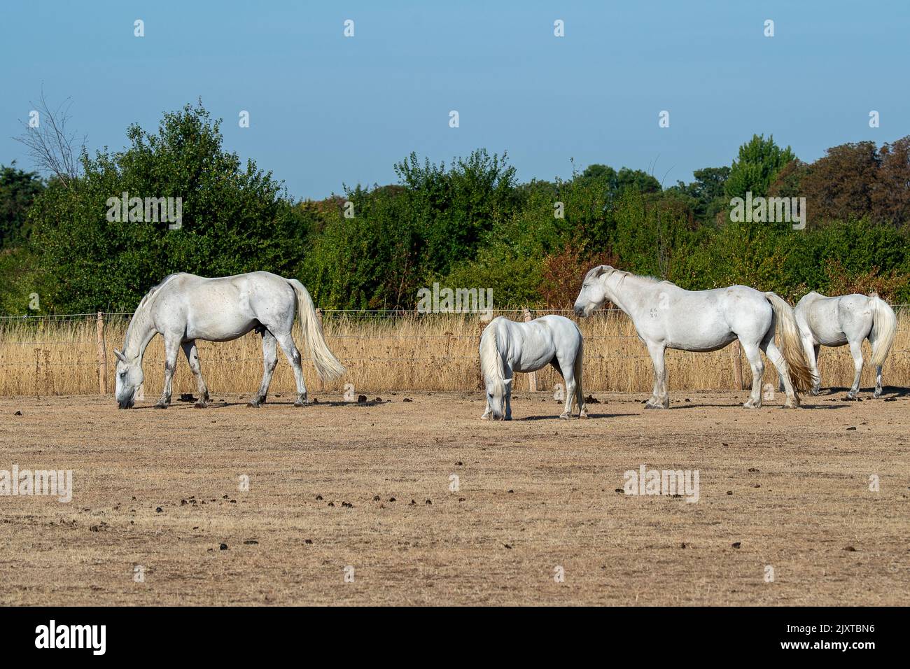 Dorney, Buckinghamshire, UK. 14th August, 2022. Horses try to graze on ...