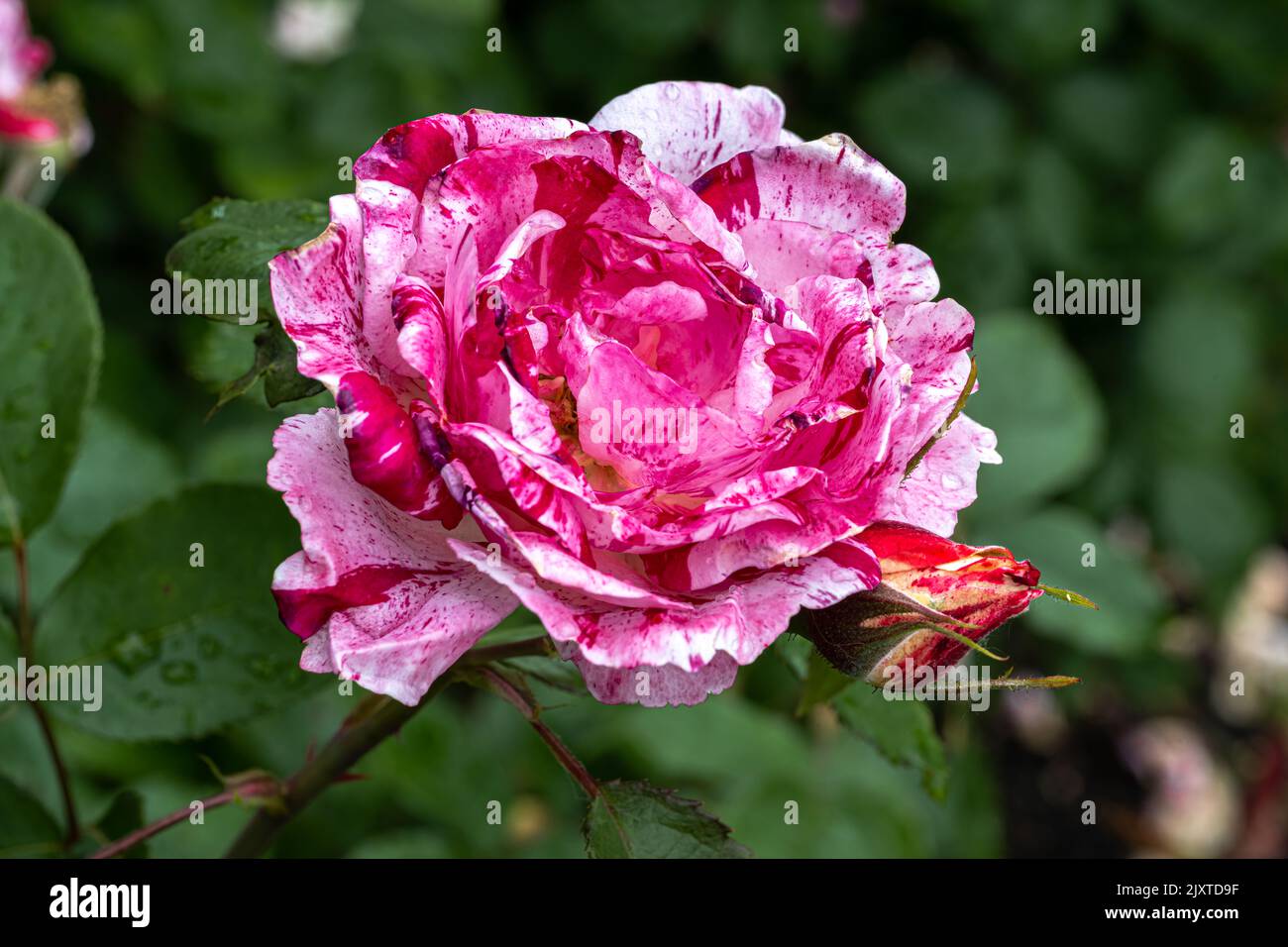 Dark red floribunda hi-res stock photography and images - Alamy