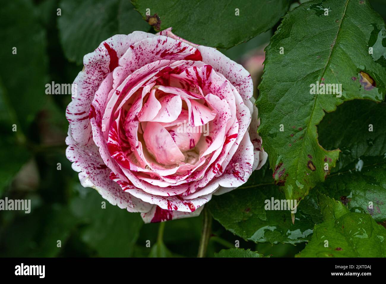 Flowers of ‘Scentimental’ Floribunda Rose Stock Photo - Alamy