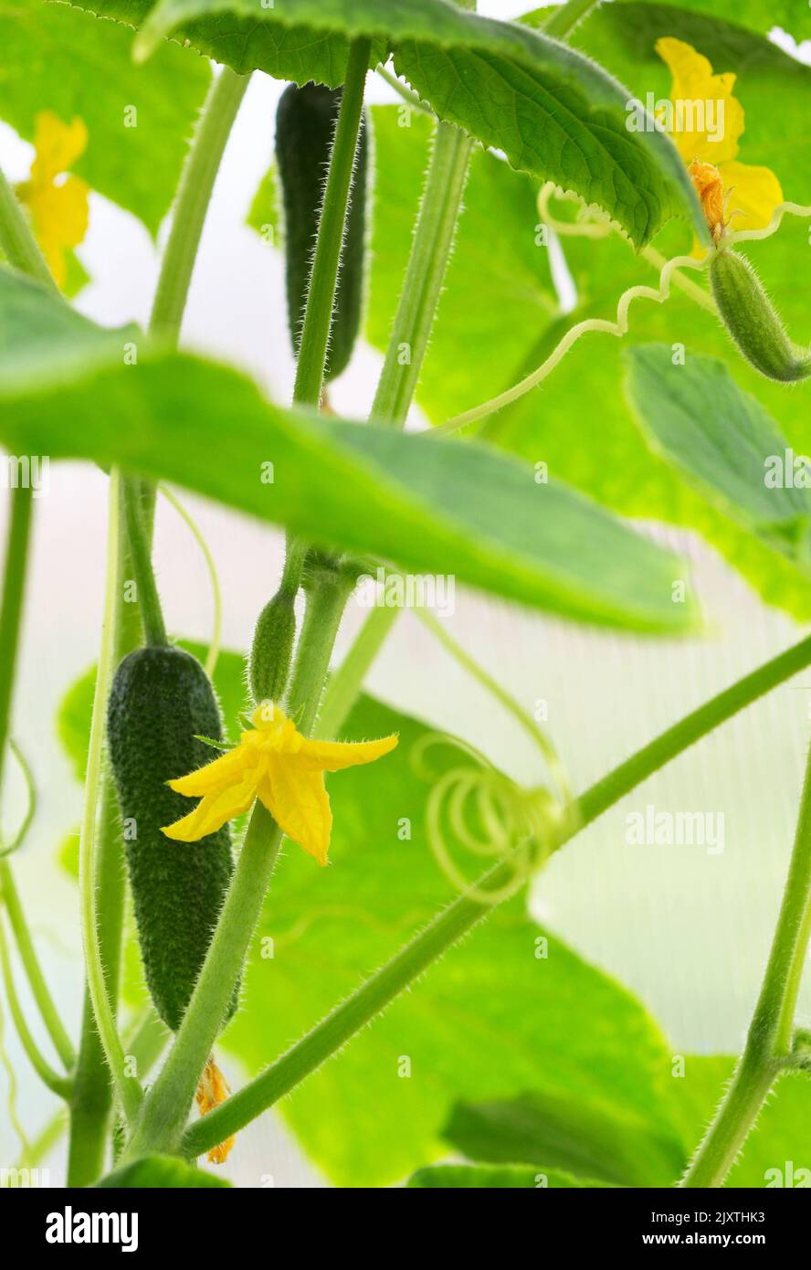 Cucumber plant. Cucumber with leafs and flowers isolated on white ...