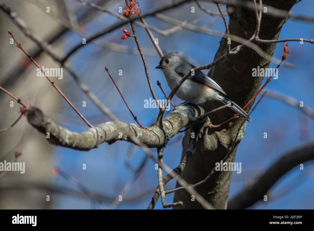 Titmouse home hi-res stock photography and images - Alamy