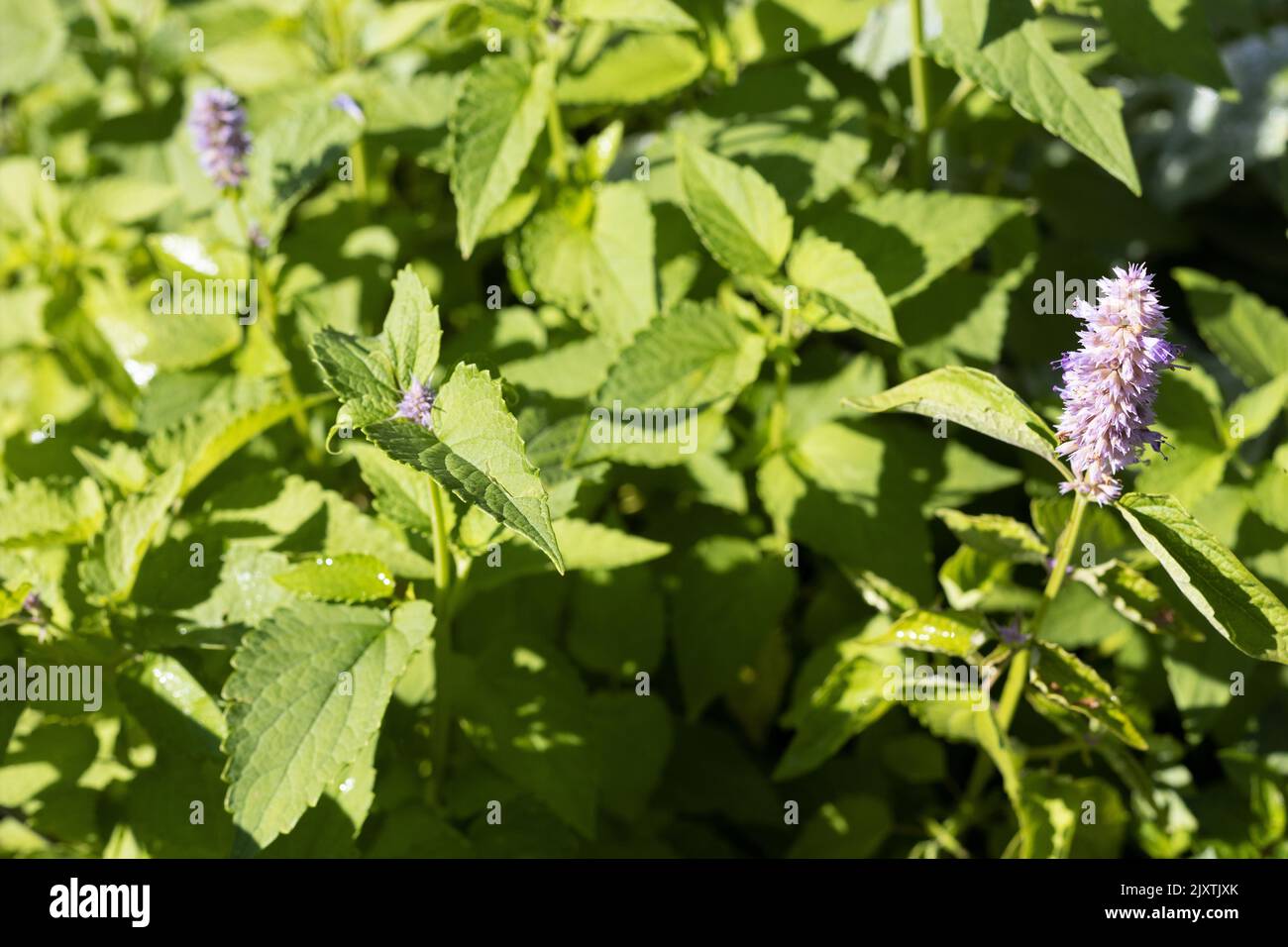 Agastache rugosa - Korean mint Stock Photo - Alamy