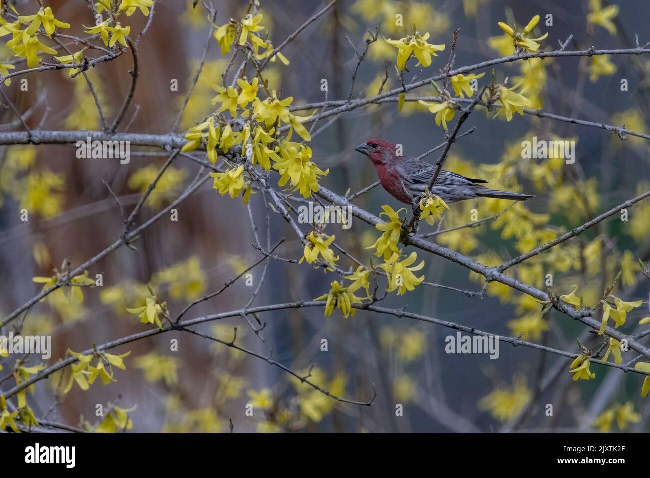 Male house finch yellow hi-res stock photography and images - Alamy