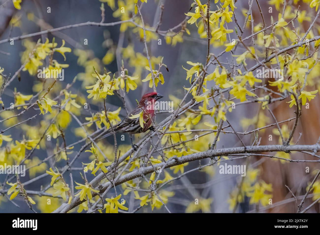 Male house finch yellow hi-res stock photography and images - Alamy