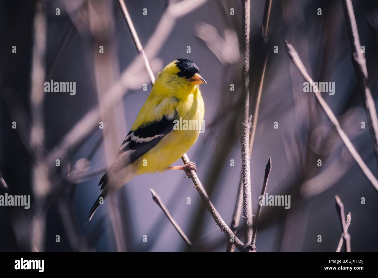 American gold finches hi-res stock photography and images - Alamy