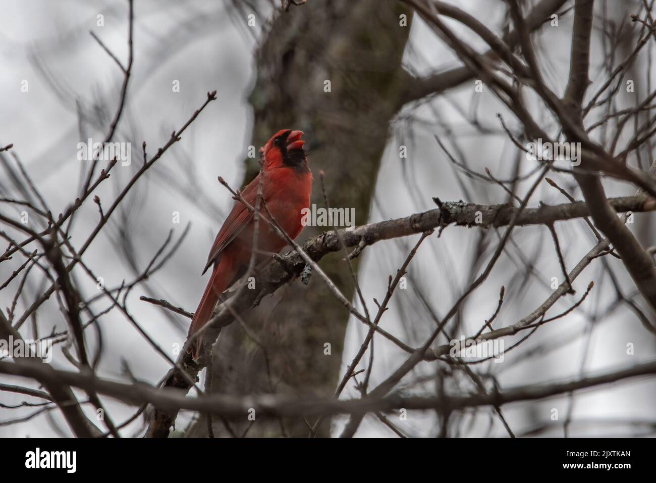 Male cardinal singing hi-res stock photography and images - Alamy