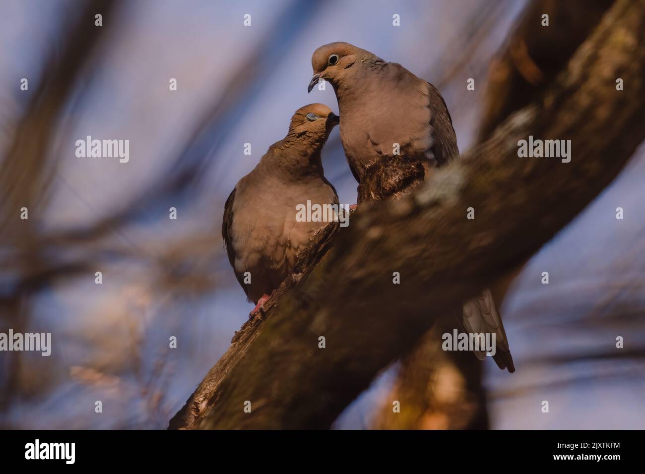 Female mourning dove hi-res stock photography and images - Alamy