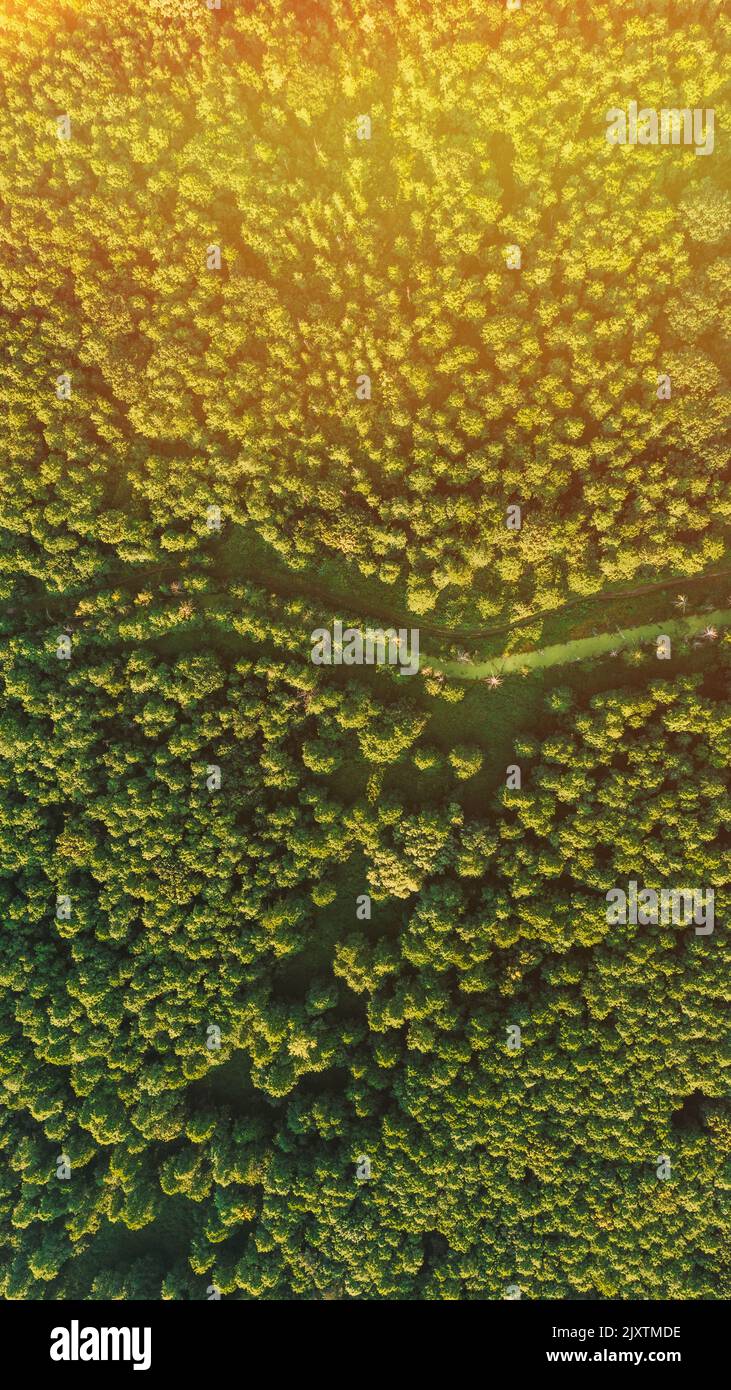 Aerial View Of Green Forest Landscape. Top View From High Attitude In ...