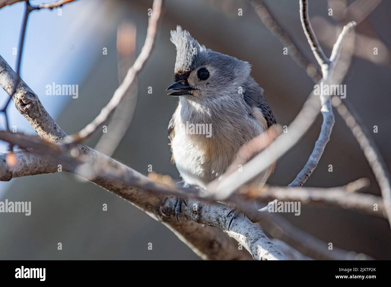 Songbirds tufted titmouse hi-res stock photography and images - Alamy