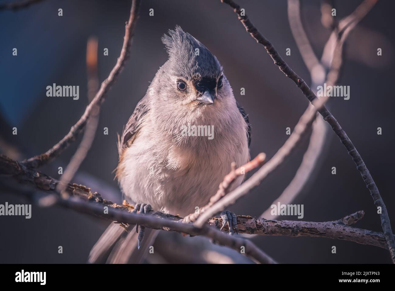 Songbirds tufted titmouse hi-res stock photography and images - Alamy
