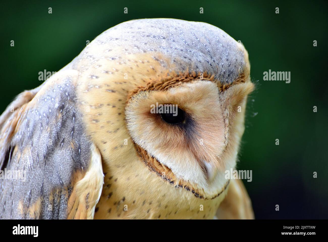 Chouette effraie blanche hi-res stock photography and images - Alamy