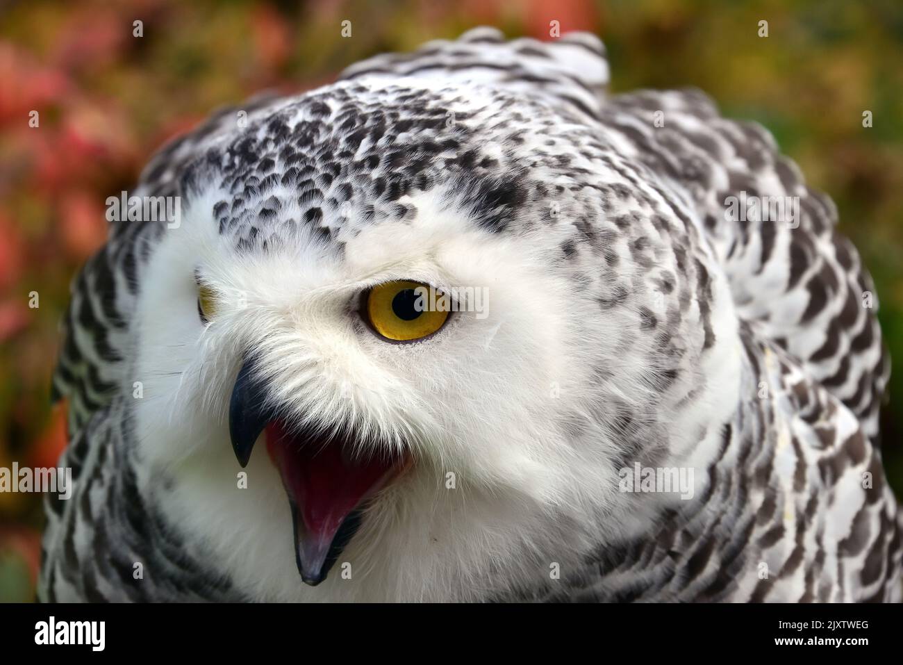 Snowy owl, polar owl, Schnee-Eule, Harfang des neiges, Bubo scandiacus ...