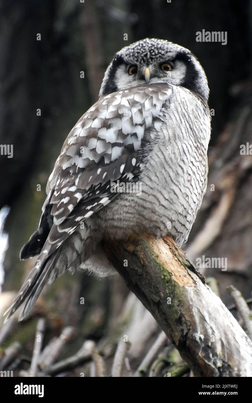 Karvalybagoly hi-res stock photography and images - Alamy