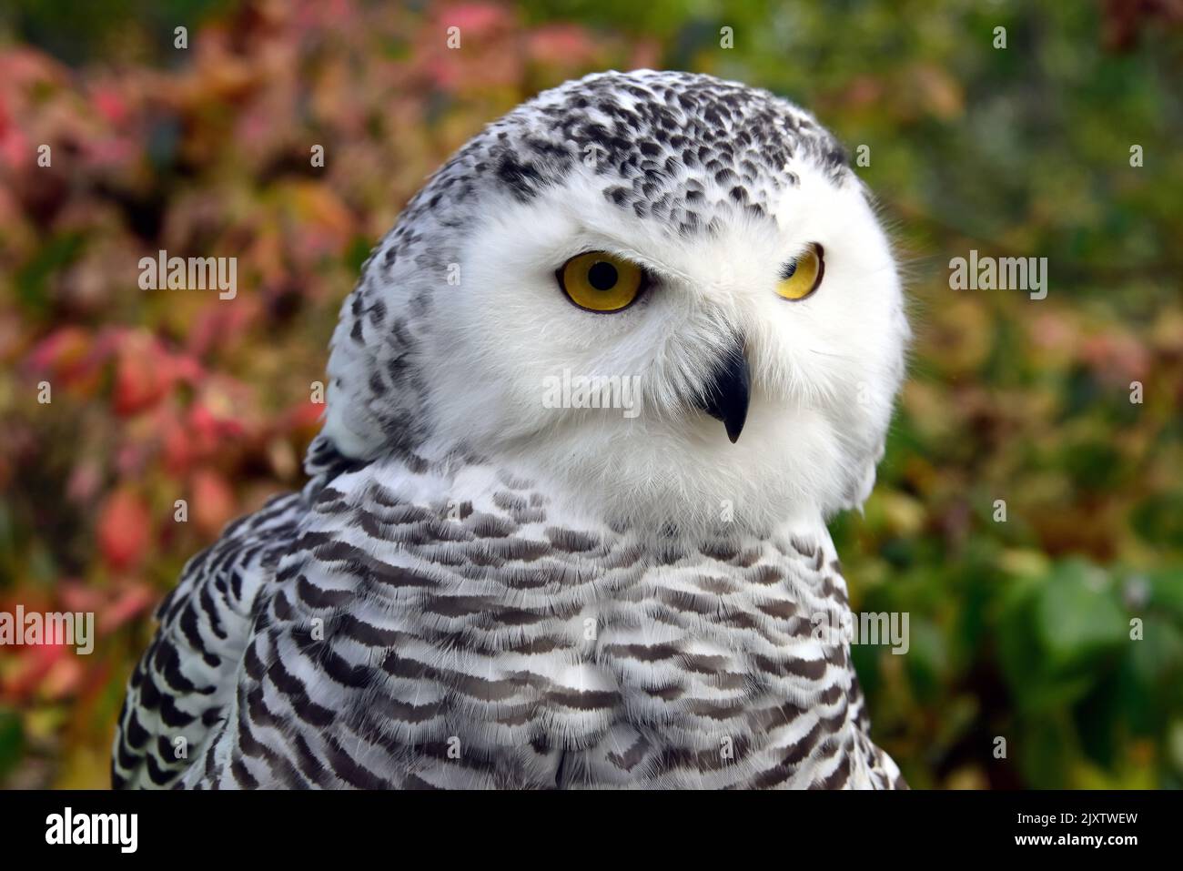Snowy owl, polar owl, Schnee-Eule, Harfang des neiges, Bubo scandiacus ...