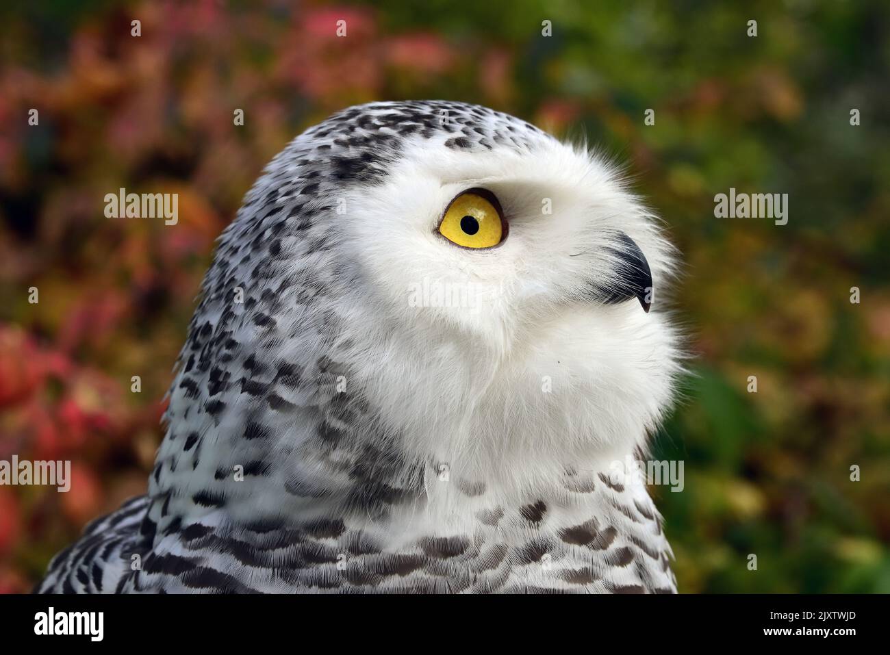 Snowy owl, polar owl, Schnee-Eule, Harfang des neiges, Bubo scandiacus ...