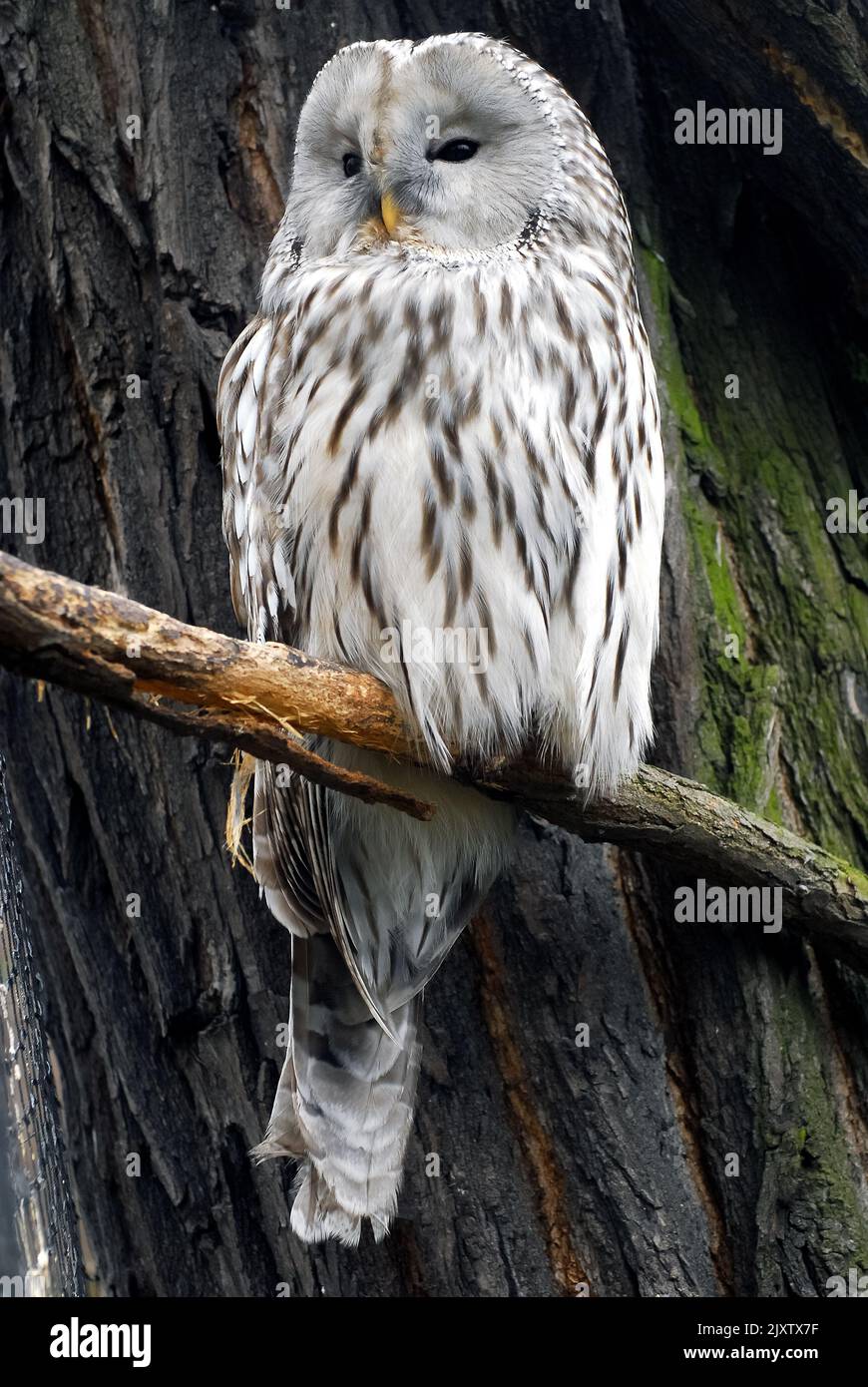 Urali bagoly hi-res stock photography and images - Alamy