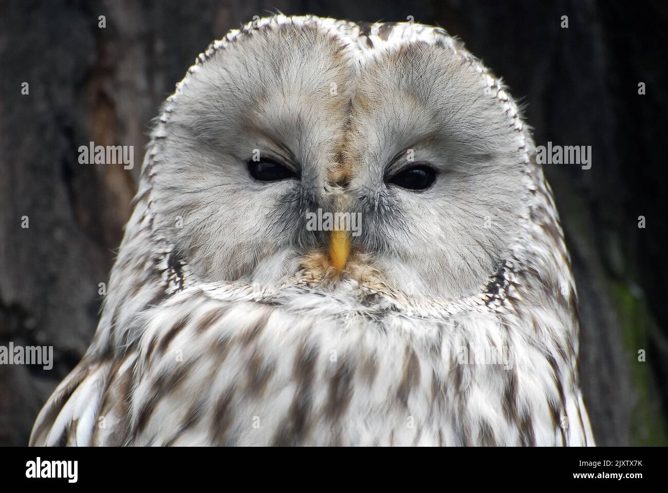 Urali bagoly hi-res stock photography and images - Alamy