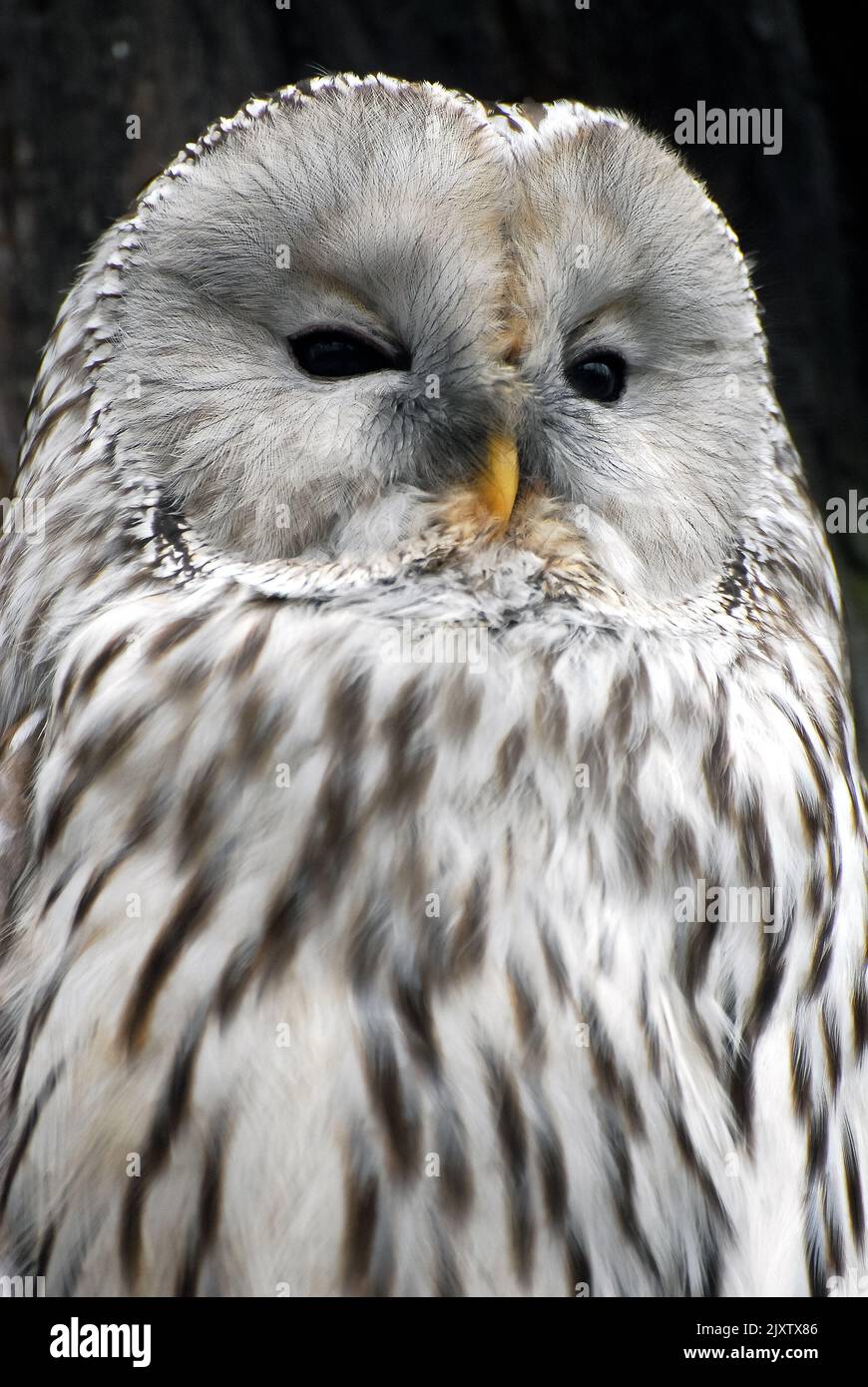 Urali bagoly hi-res stock photography and images - Alamy