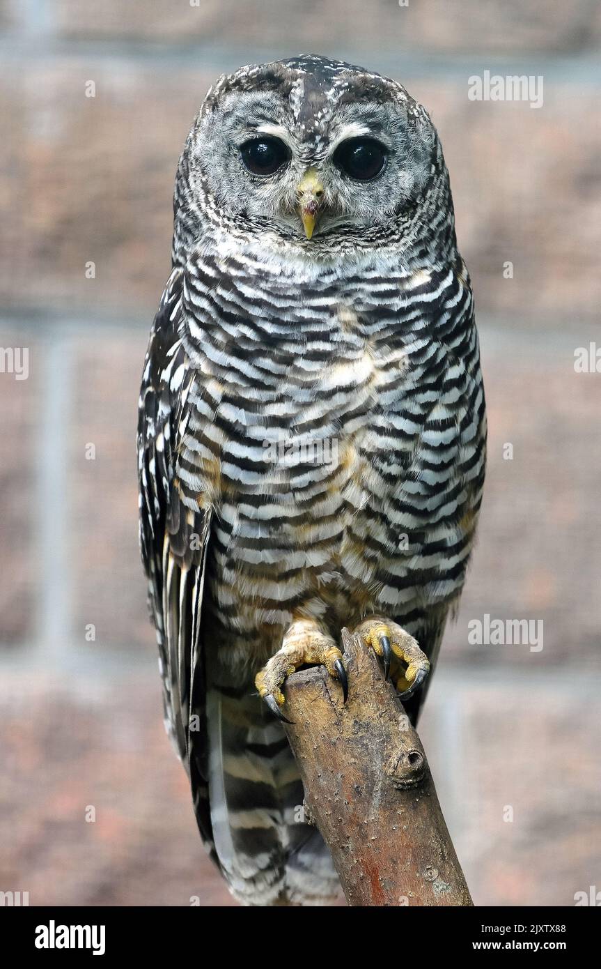 Voroslabu bagoly hi-res stock photography and images - Alamy