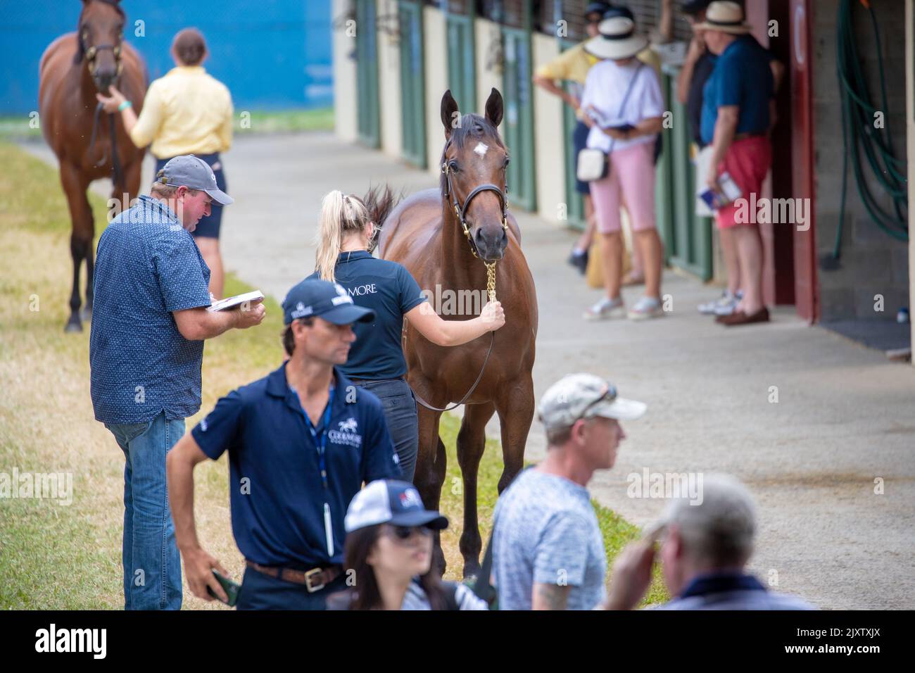 Action at the 2019 Gold Coast Magic Millions Yearling Sales, Wednesday ...