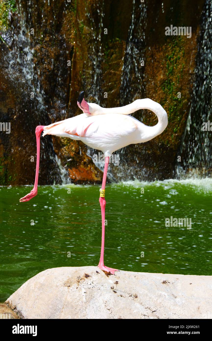 Leg legs long bird hi-res stock photography and images - Alamy
