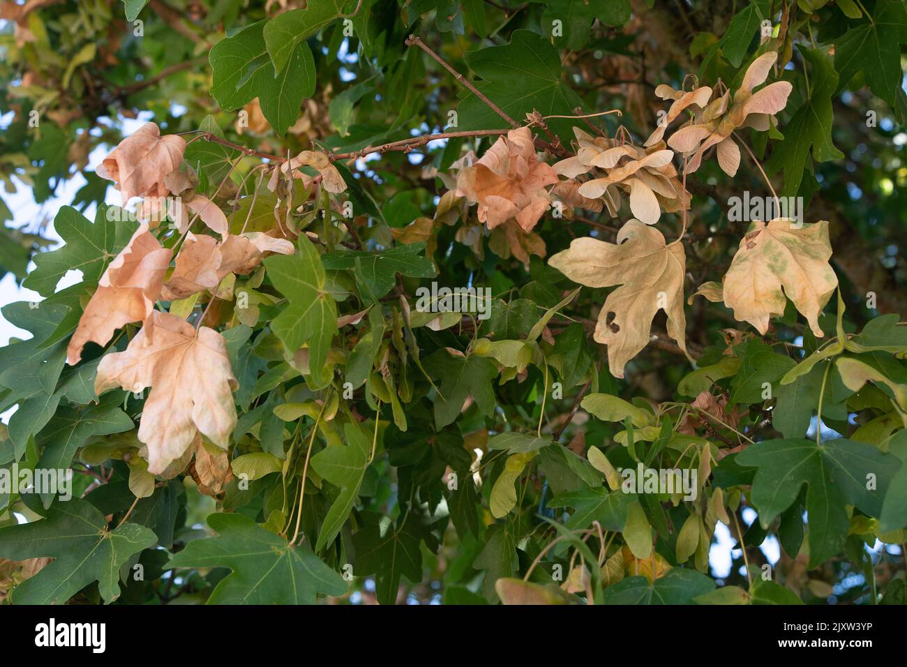Braywick, Maidenhead, Berkshire, UK. 14th August, 2022. There is a ...