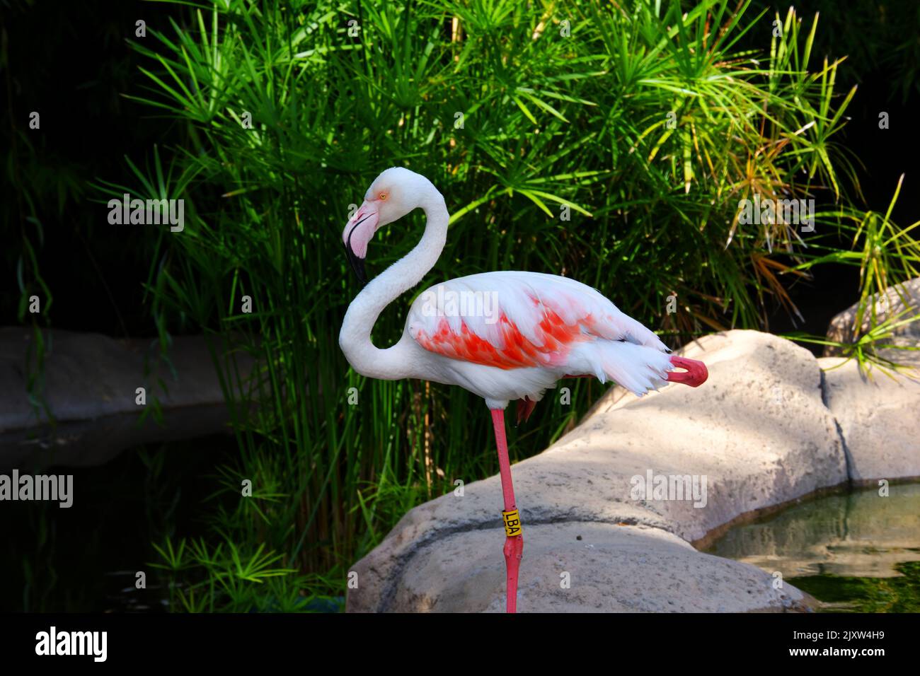 Flamingo standing on Rock near waterside Stock Photo - Alamy