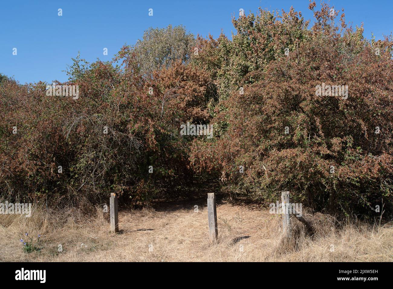 Braywick, Maidenhead, Berkshire, UK. 14th August, 2022. There is a ...
