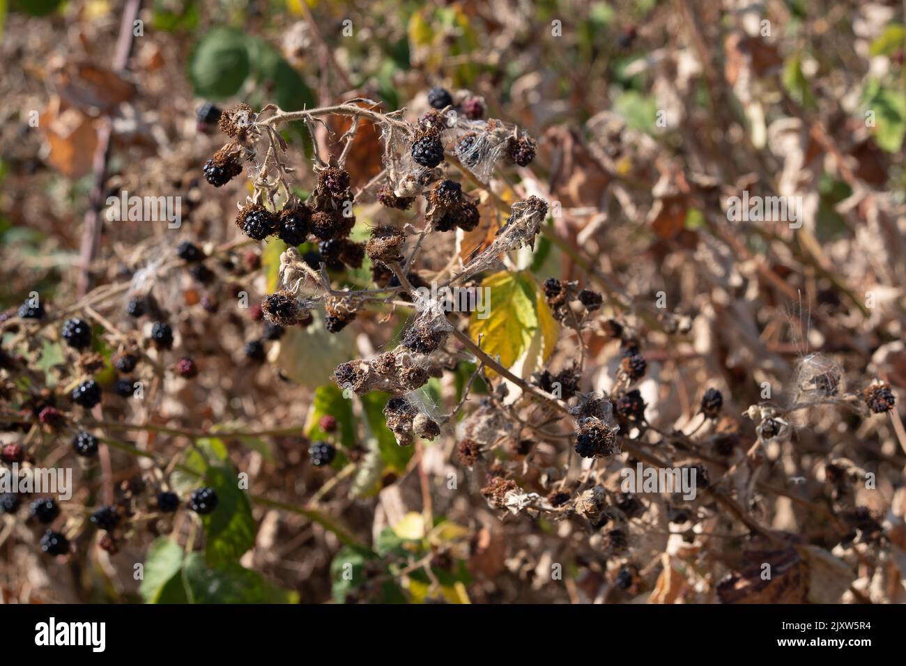 Braywick nature reserve hi-res stock photography and images - Alamy