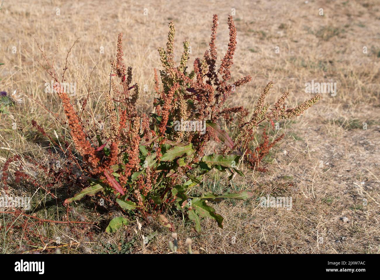 Braywick nature reserve hi-res stock photography and images - Alamy