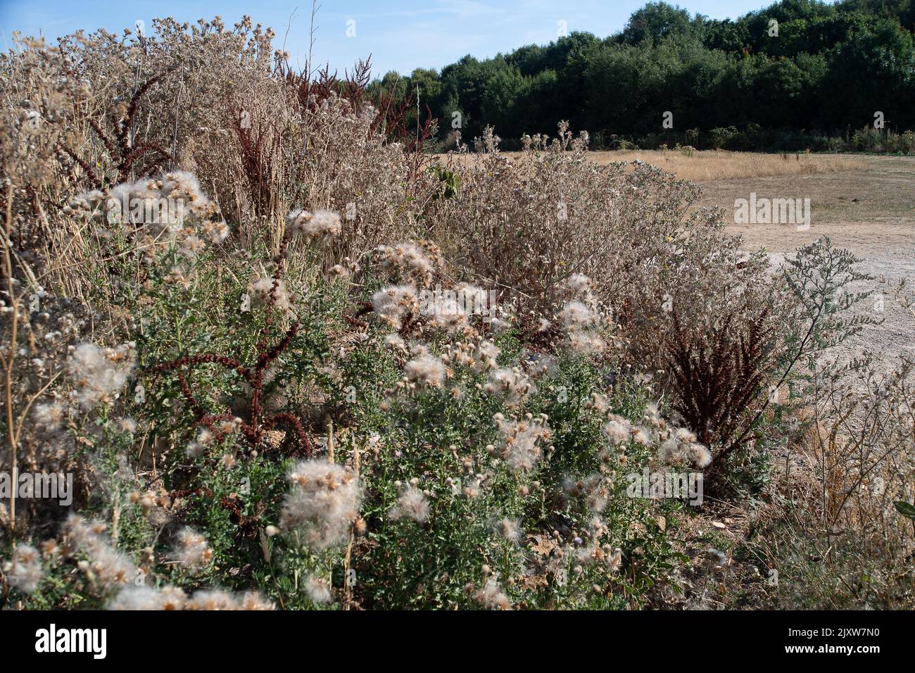 Braywick, Maidenhead, Berkshire, UK. 14th August, 2022. There is a ...