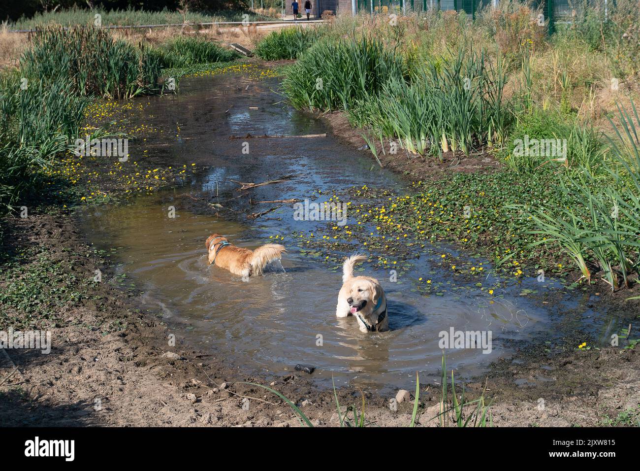 Braywick, Maidenhead, Berkshire, UK. 14th August, 2022. Two dogs cool ...