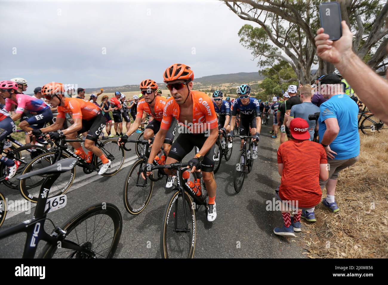The peloton on Checkers Hill Road during stage 2 of the Tour Down Under ...