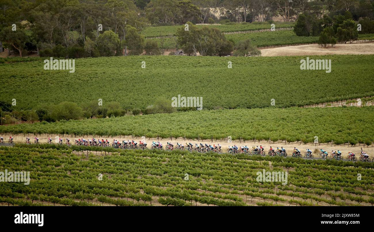 The peloton riding into Tanunda during stage 2 of the Tour Down Under ...