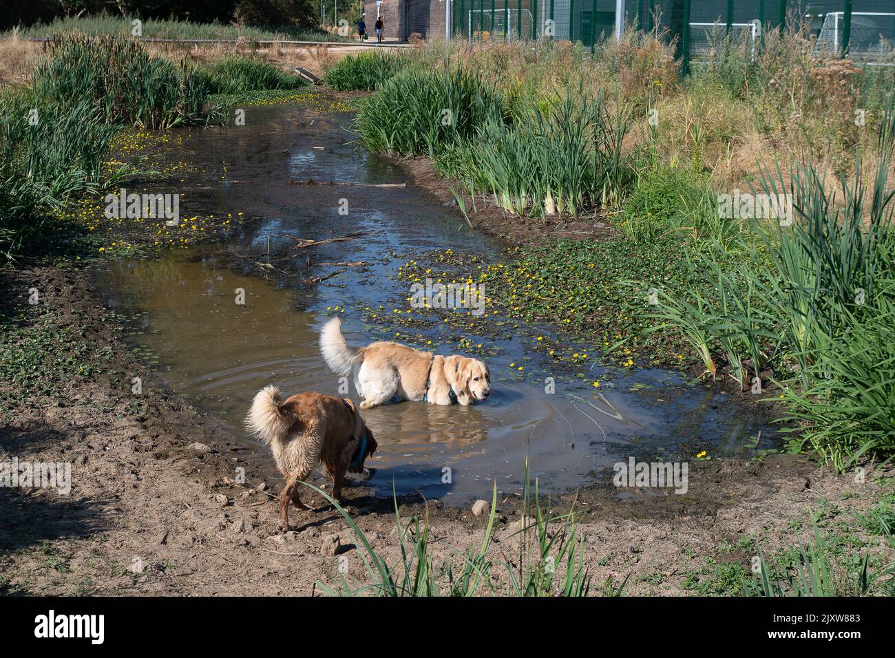 Braywick nature reserve hi-res stock photography and images - Alamy