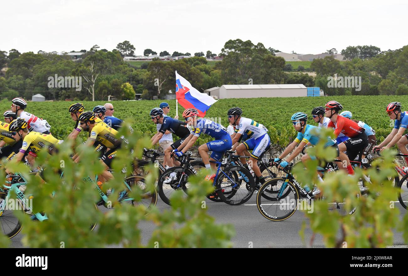 The peloton during stage two of the Tour Down Under from Norwood to ...