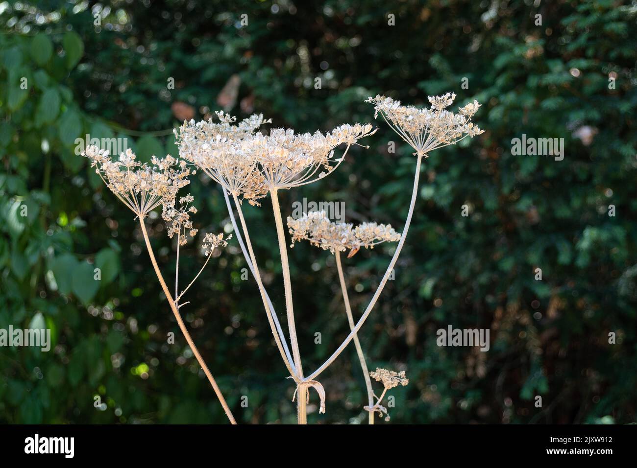 Braywick, Maidenhead, Berkshire, UK. 14th August, 2022. There is a ...