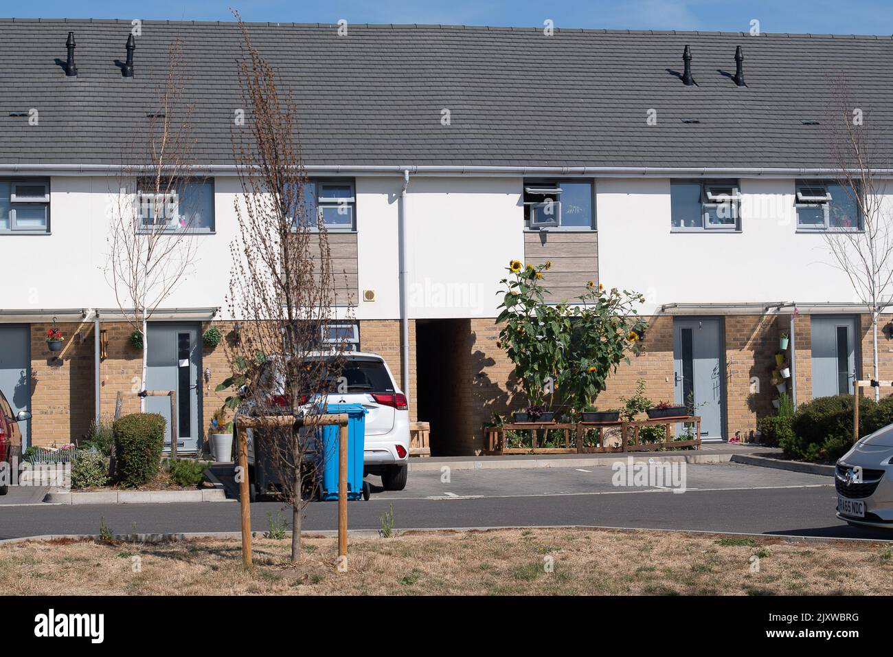 Maidenhead, Berkshire, UK. 14th August, 2022. Tree saplings on a new housing development in ...