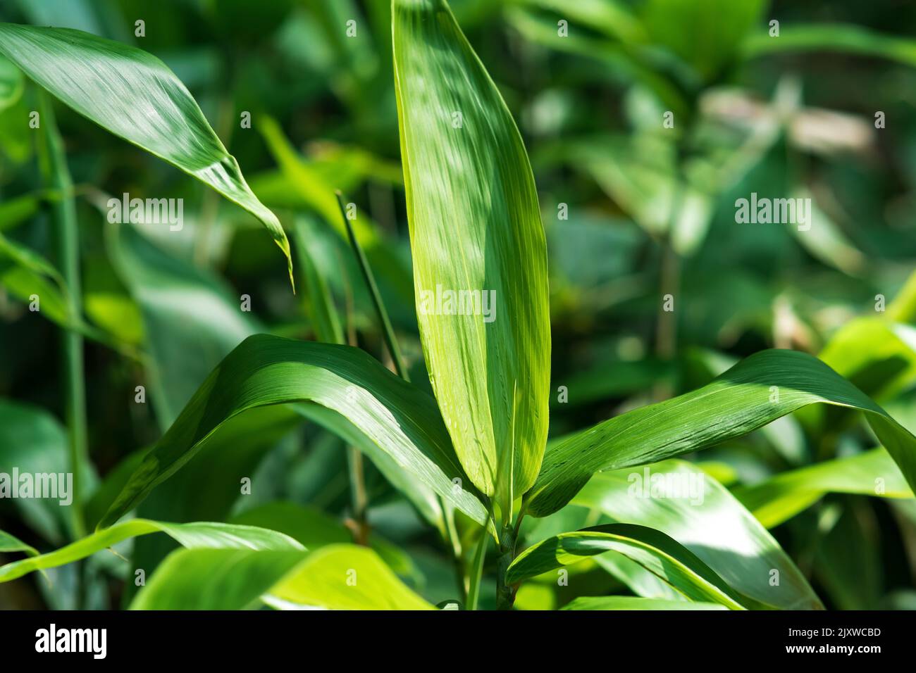 fresh leaves of young broad-leaf bamboo sasa Stock Photo - Alamy