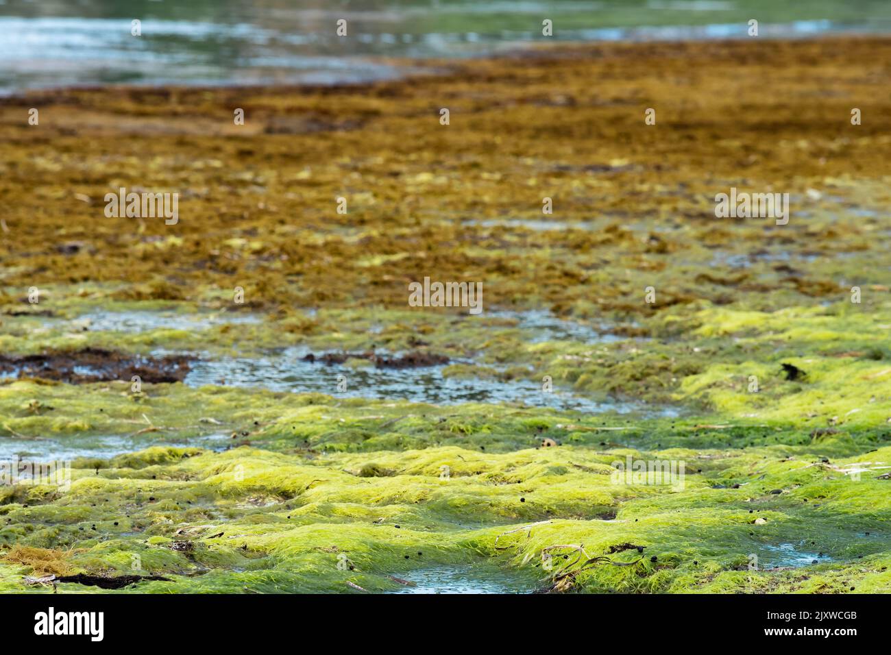Algae on littoral low hi-res stock photography and images - Alamy