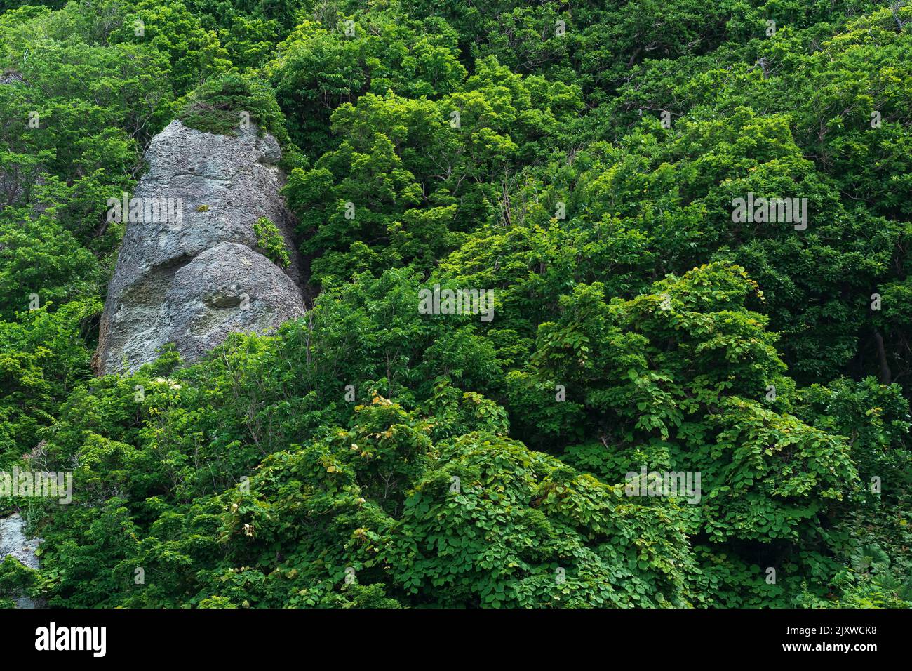 background, landscape - rocks among the mountain broad-leaved forest ...