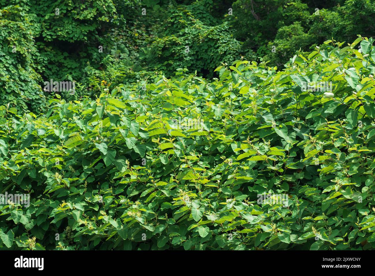 natural background, landscape - forest edge, foliage of shrubs and ...