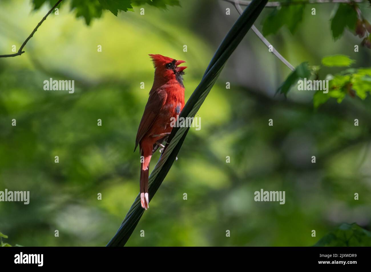 Cardinal on electrical wire Stock Photo - Alamy