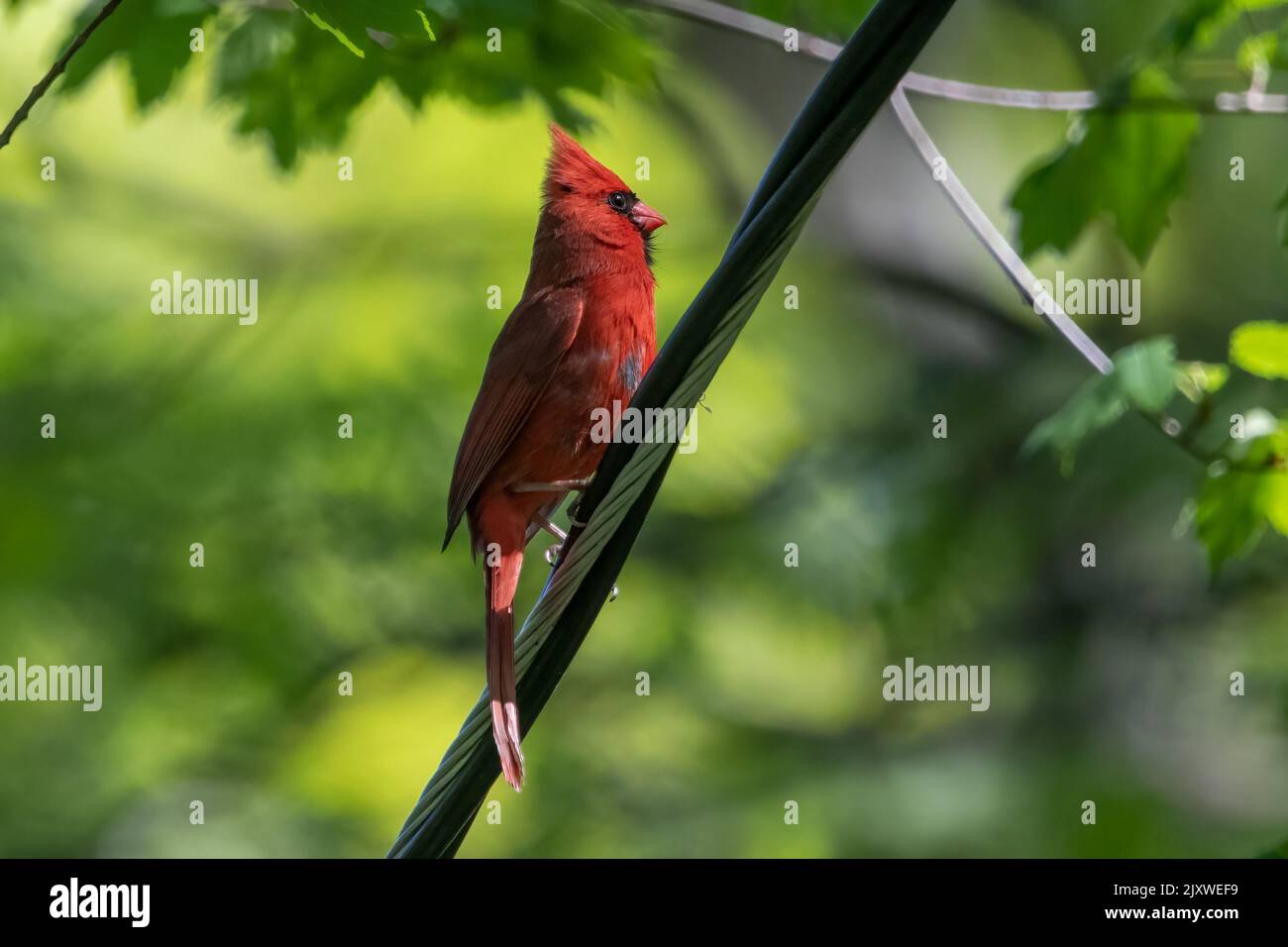 Animal cardinal hi-res stock photography and images - Alamy