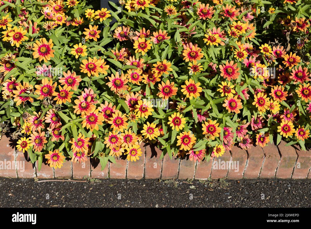 Bicolor flowers hi-res stock photography and images - Alamy
