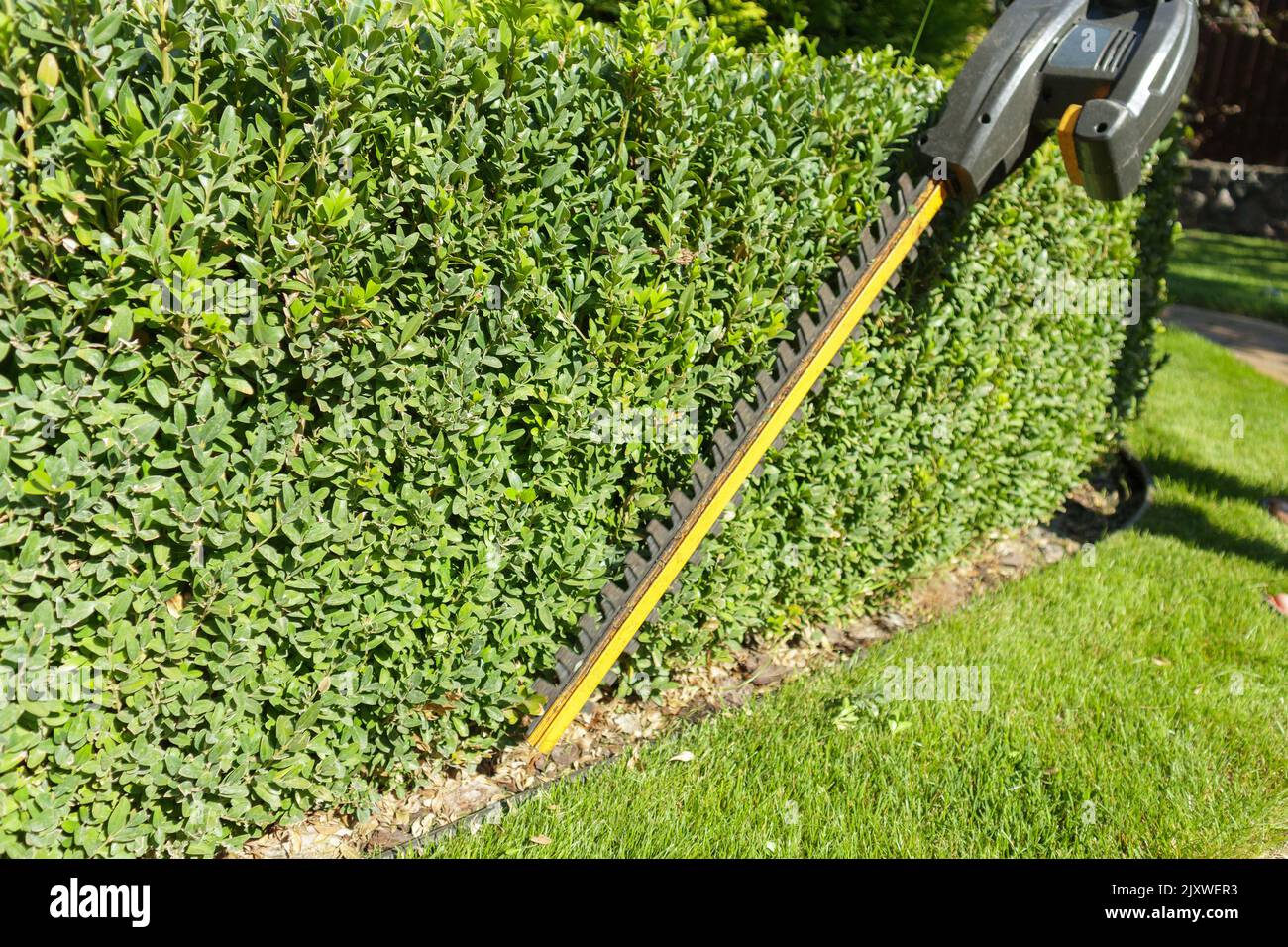 Pruning, trimming boxwood, green leaves bush texture, blurred ...