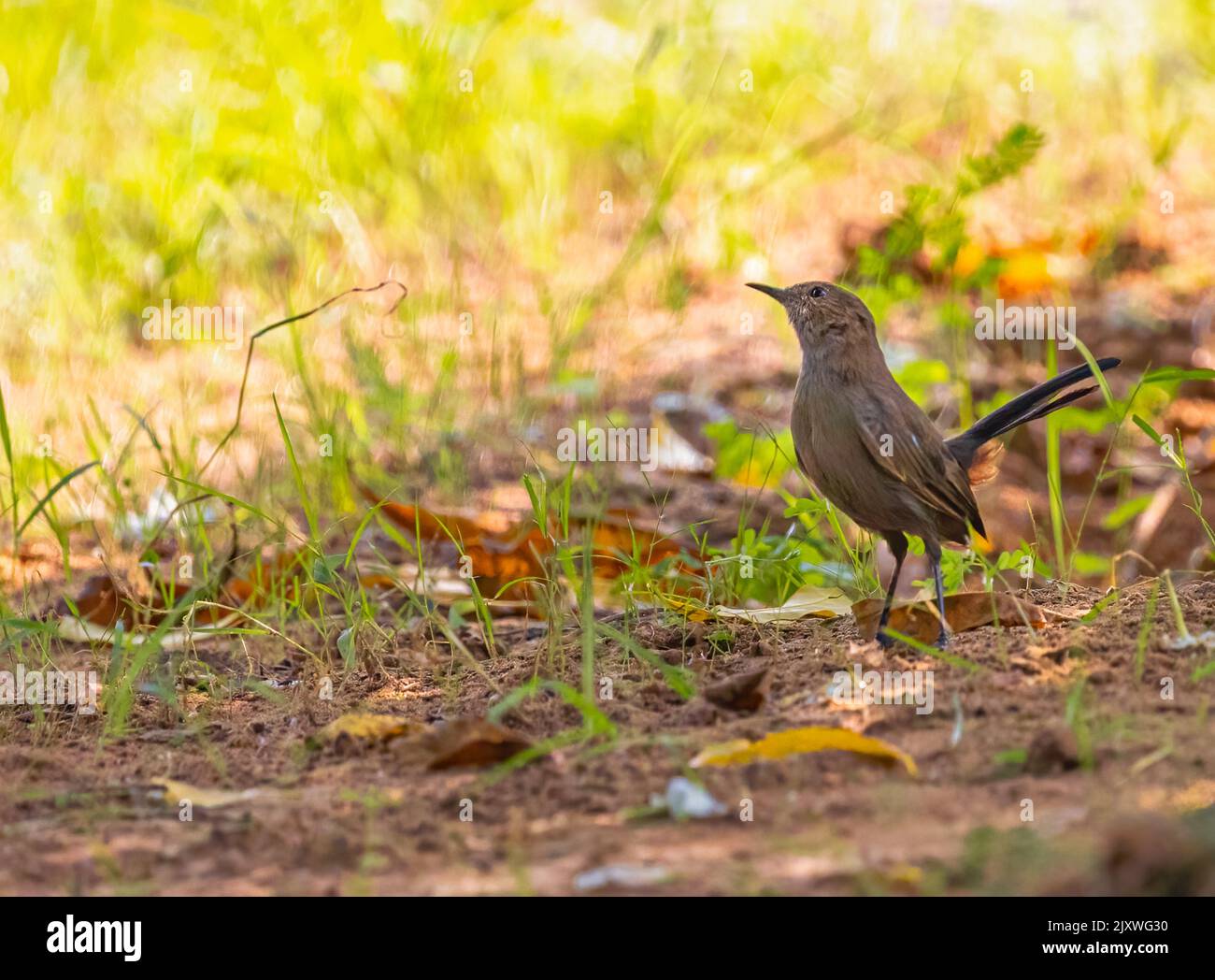 A Indian Robin sitting on a ground in shade Stock Photo - Alamy